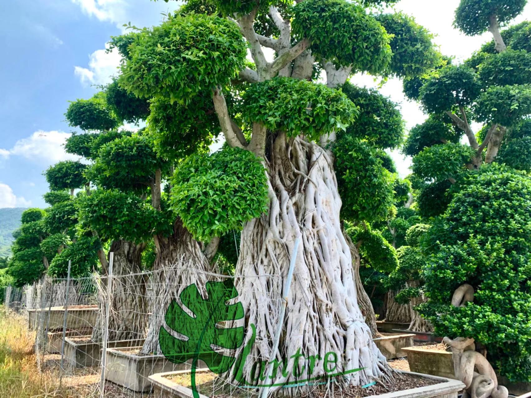 Ficus Microcarpa - Professional Live Plants Supplier In China - Iplantre